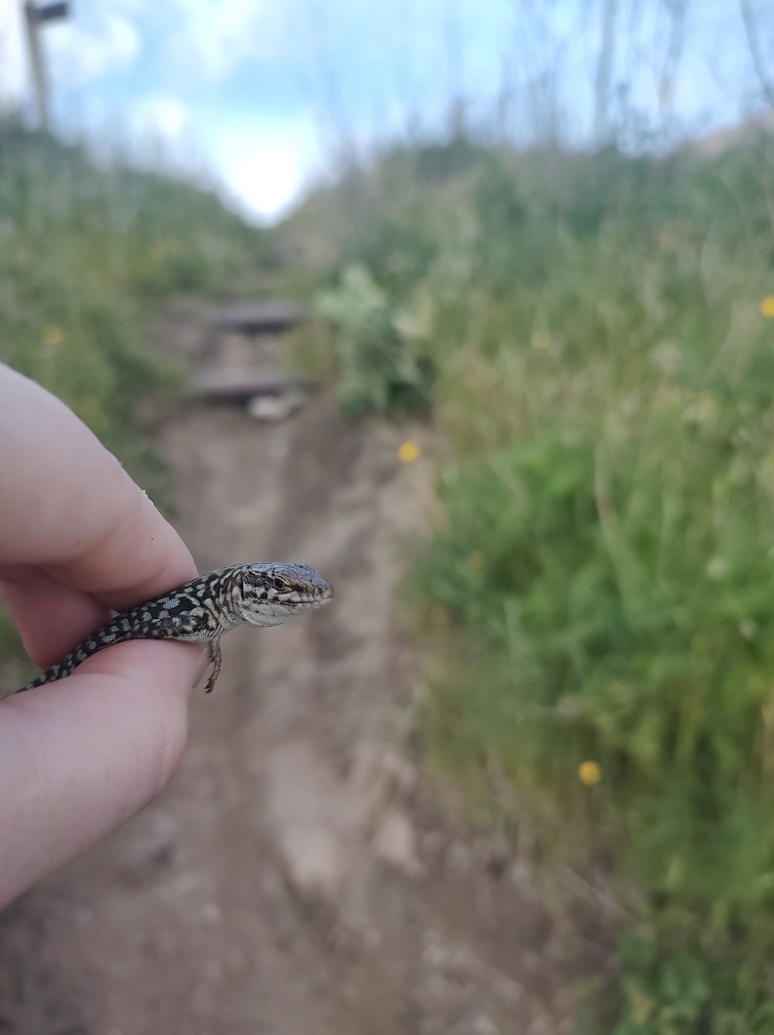 Wall Lizards – Tracking Italian wall lizard invasion in the United States