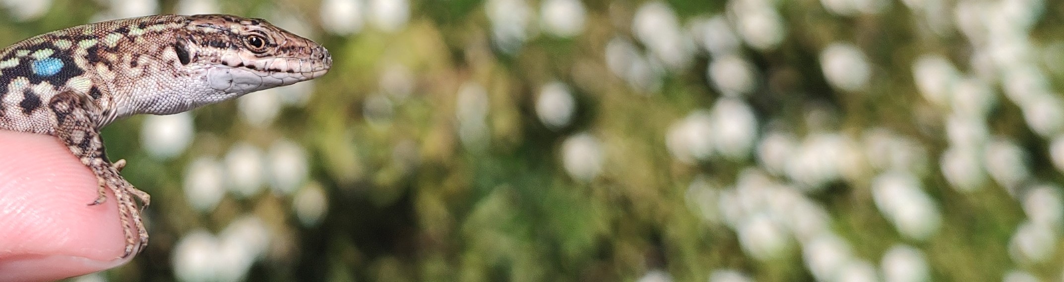 Wall Lizards – Tracking Italian wall lizard invasion in the United States